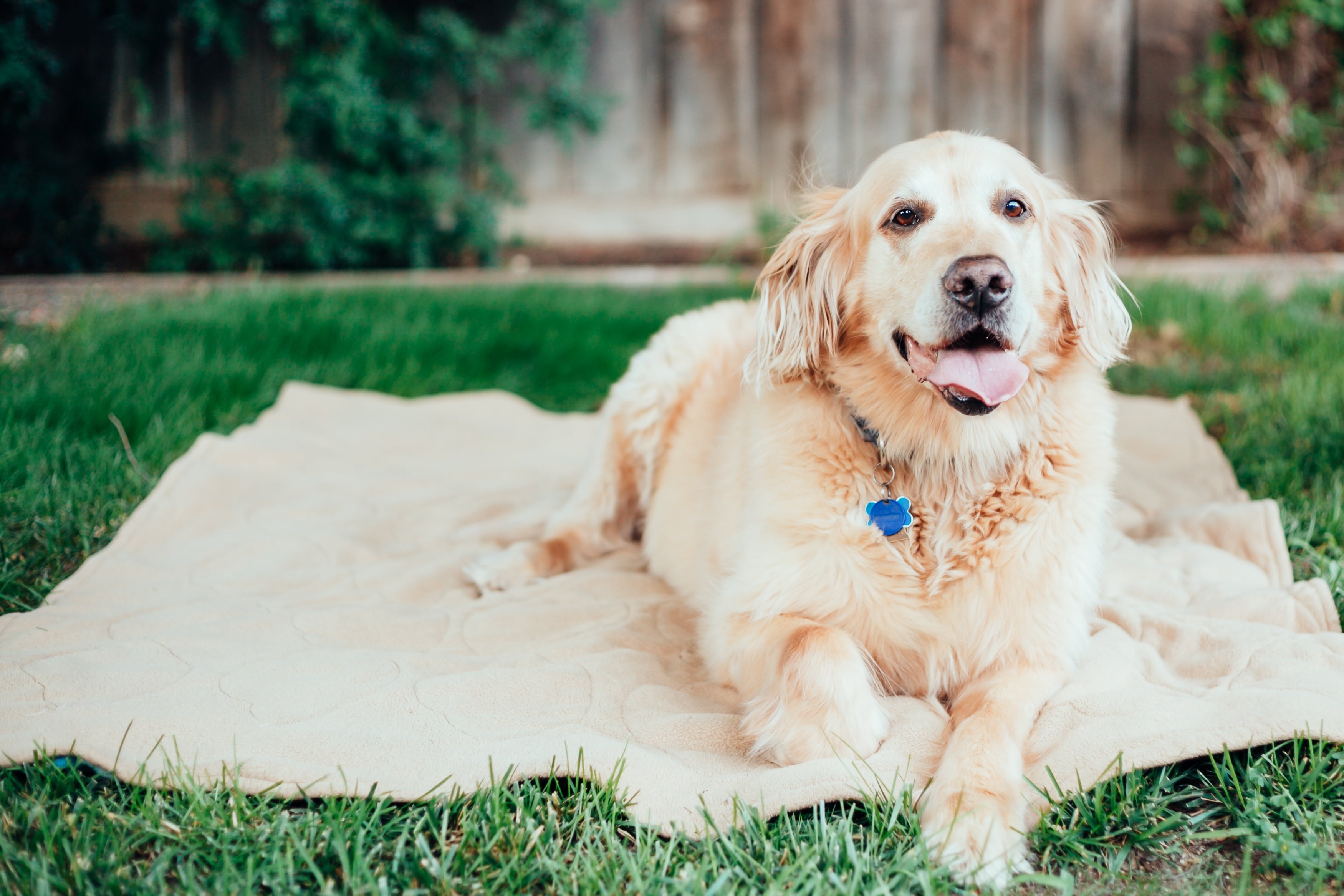 Adopting an Adult Dog: The Pros, Cons and What to Expect – BigPawShop
